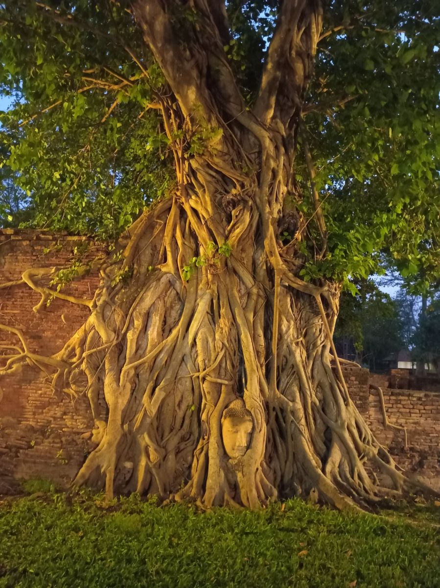 BEAUTIFUL BUDDHA ‘FACE’ THRIVING IN THE ROOTS OF RUINS AND THE ...